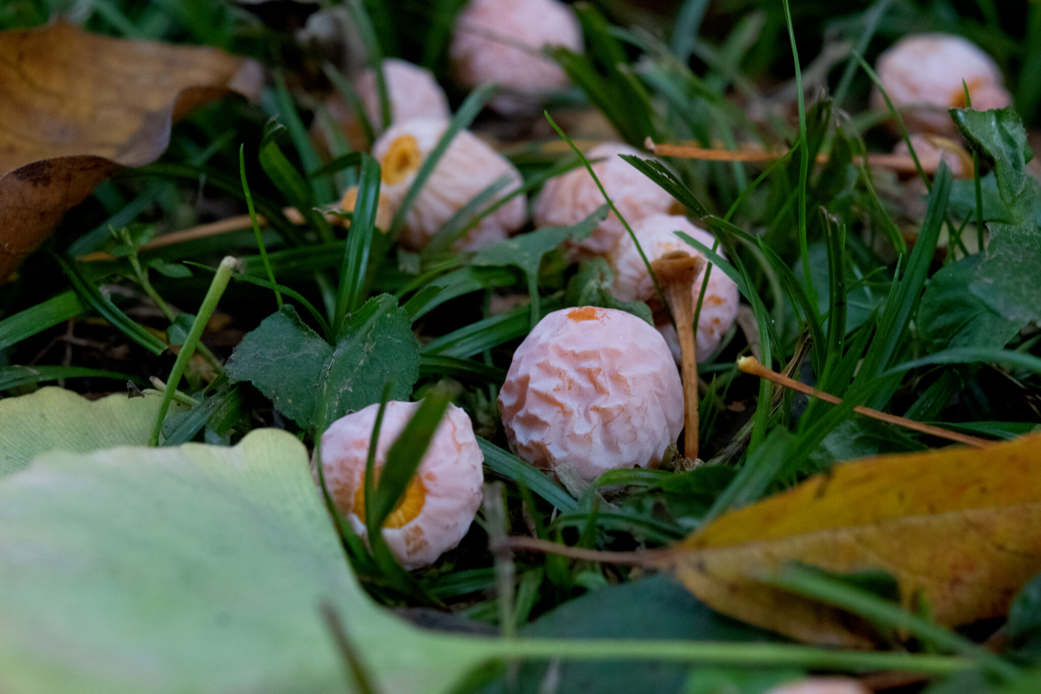 The role of pollination in controlling Ginkgo biloba ovule development ...